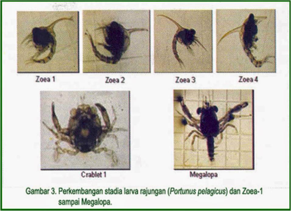 Media Penyuluhan Perikanan: TEKNIK PEMBENIHAN RAJUNGAN (Portunus pelagicus)