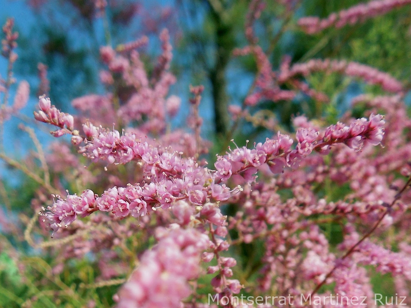 TARAY o TAMARIZ - BOTÀNIC SERRAT
