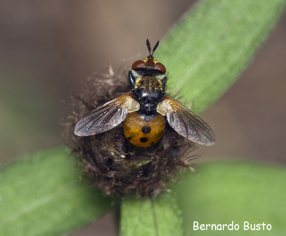RÍA DE LA VILLA: Moscas copulando