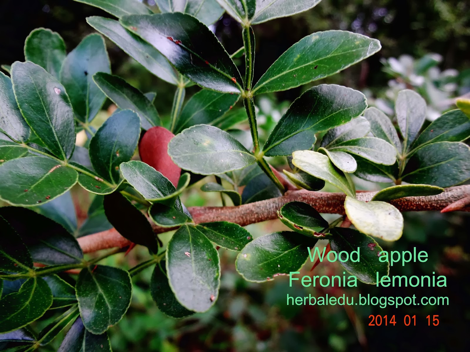 Feronia lemonia-Divul-දිවුල් - மரம் ஆப்பிள் - wood apple - Herbal ...