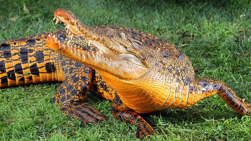 Blog do Edu Ambiental: Crocodilo laranja