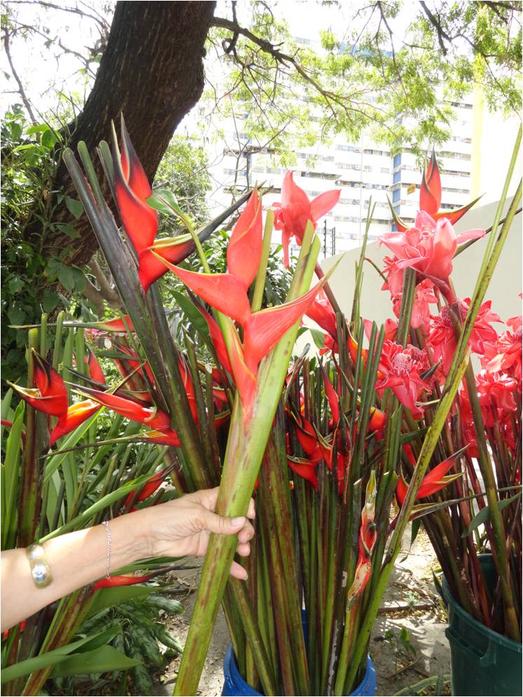 La Doctora De Las Plantas: Flores de plantas exóticas en la ciudad ...