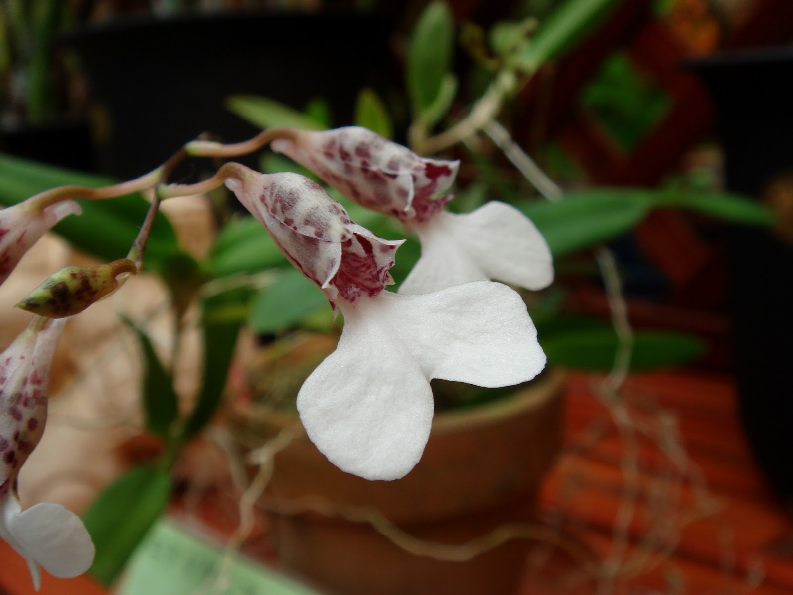 Rodriguezia decora care and culture | Travaldo's blog