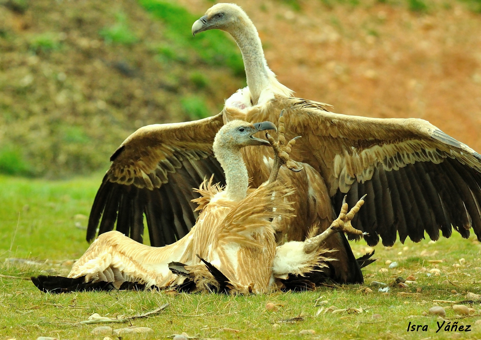 Naturaleza de Quintanilla del Agua (Burgos): Buitres en acción