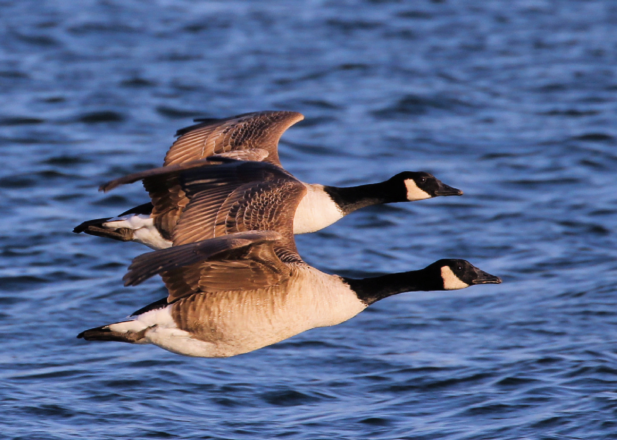 The Jungle Store: Canadian Geese - Mates for Life