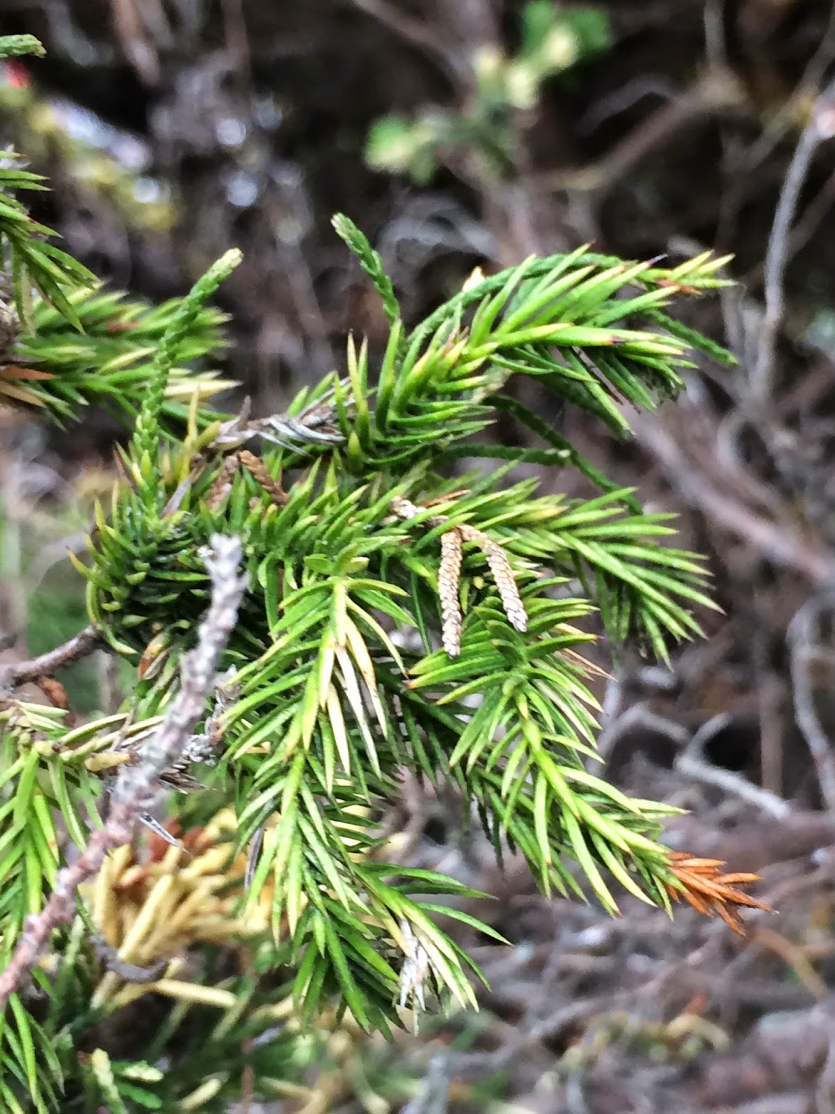 Trees of Santa Cruz County: Juniperus chinensis 'Kaizuka Variegata ...