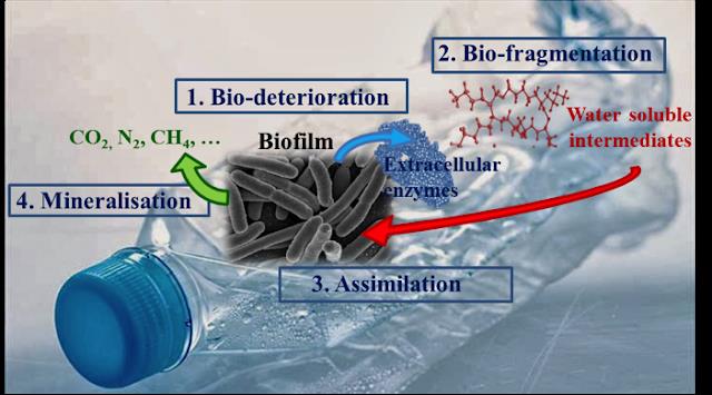 ChemSal: BIODEGRADACIÓN DE PLÁSTICOS