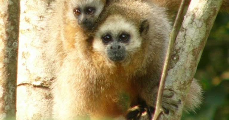 PLAAN : Mono Tití del Río Mayo - Callicebus oenanthe