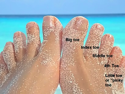 Tip-Top English: Finger and toe names