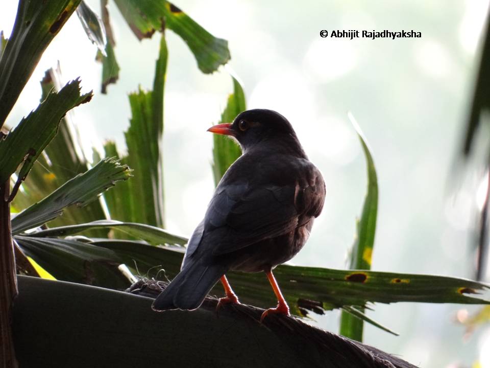 Travelogue Unlimited: Panhala : A Photologue
