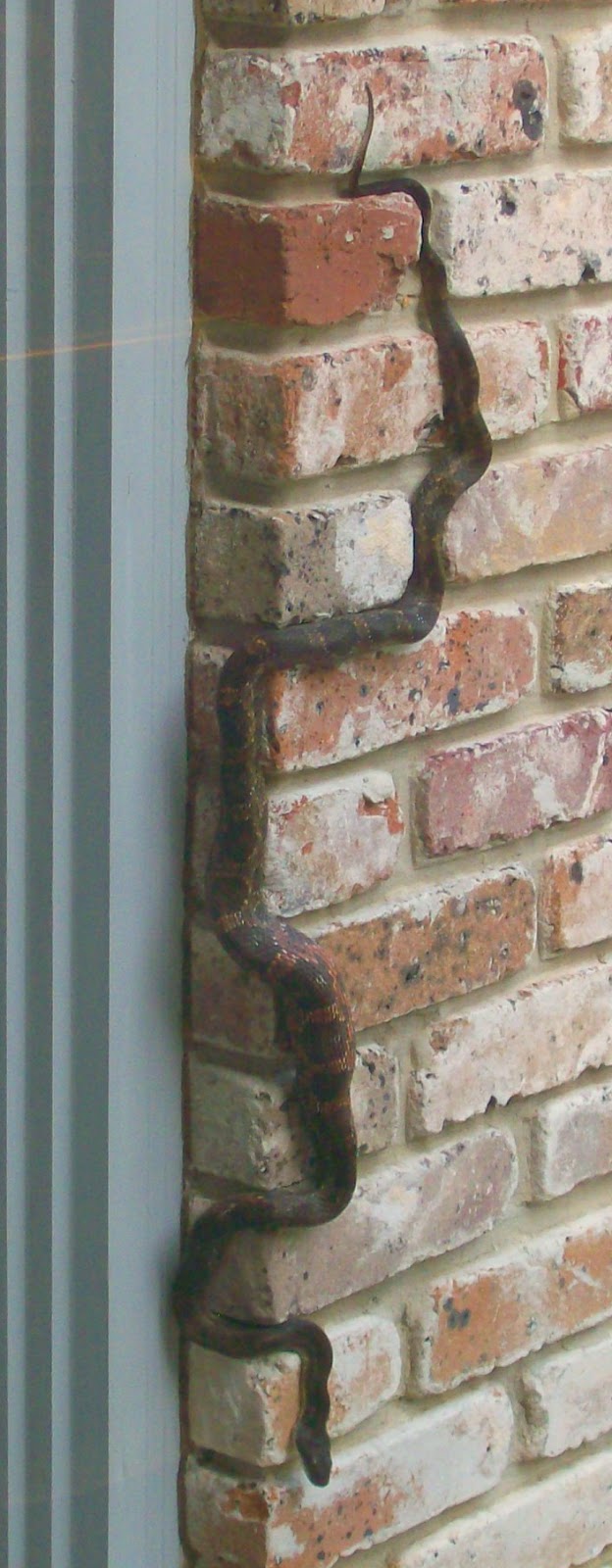Rockhounding Around: Snake on my outside brick wall