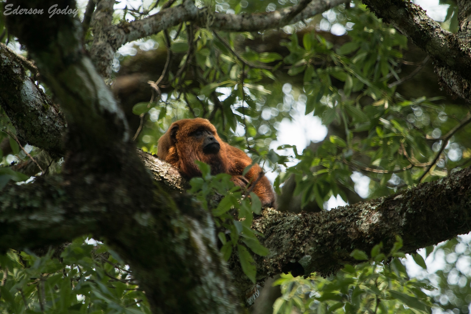 Verdenovo: Bugio-ruivo (Alouatta guariba)