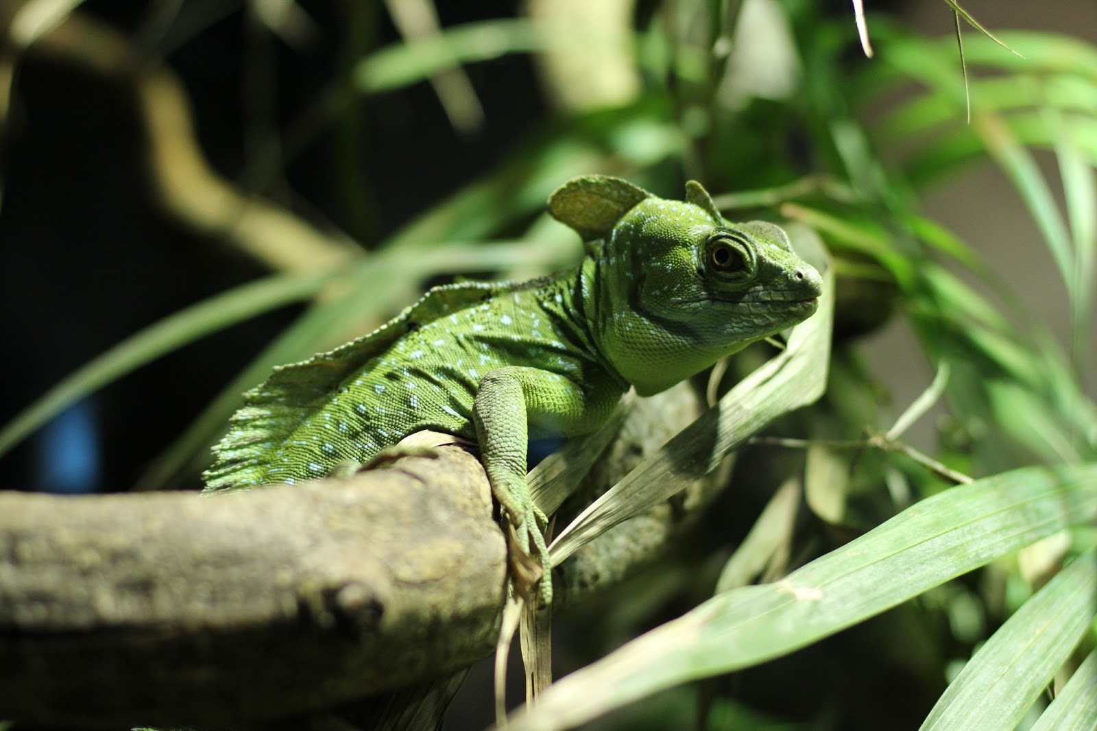El ojo del buitre: Basilisco (Basiliscus)