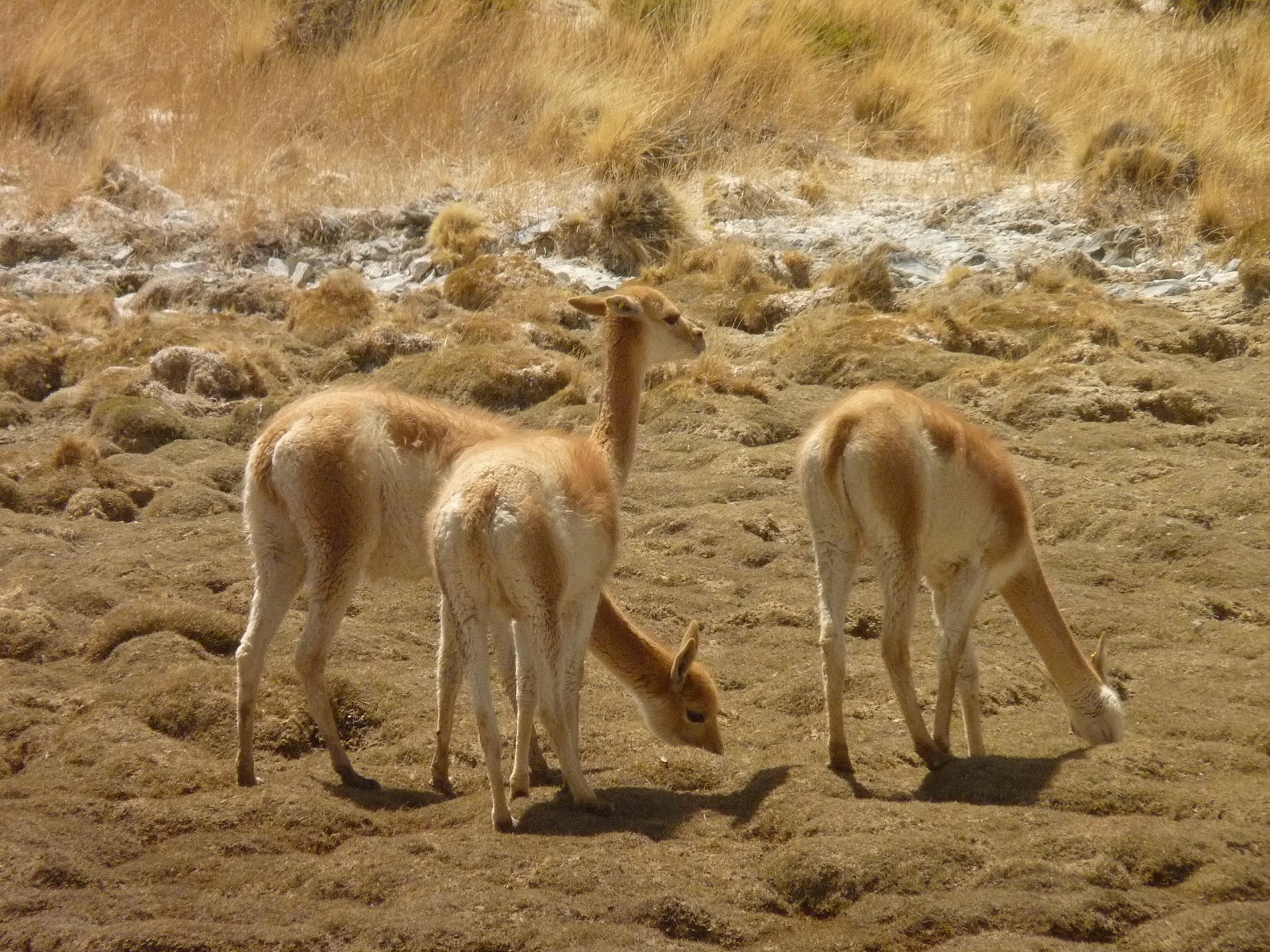 HISTORIAS ZOOLOGICAS: La Vicuña (Vicugna vicugna)