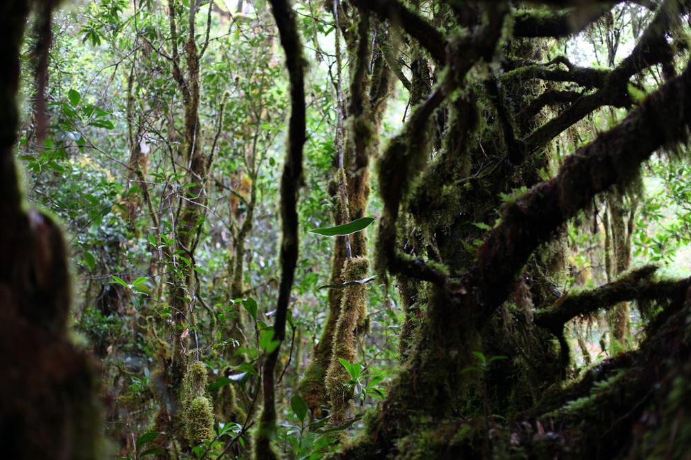 Leuser Galery - LEUSER CONSERVATION FORUM