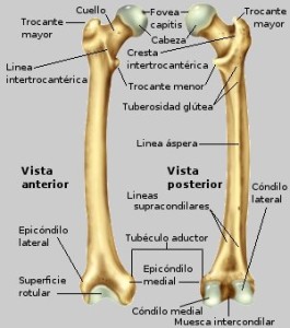Anatomia P. F. : practice N°4