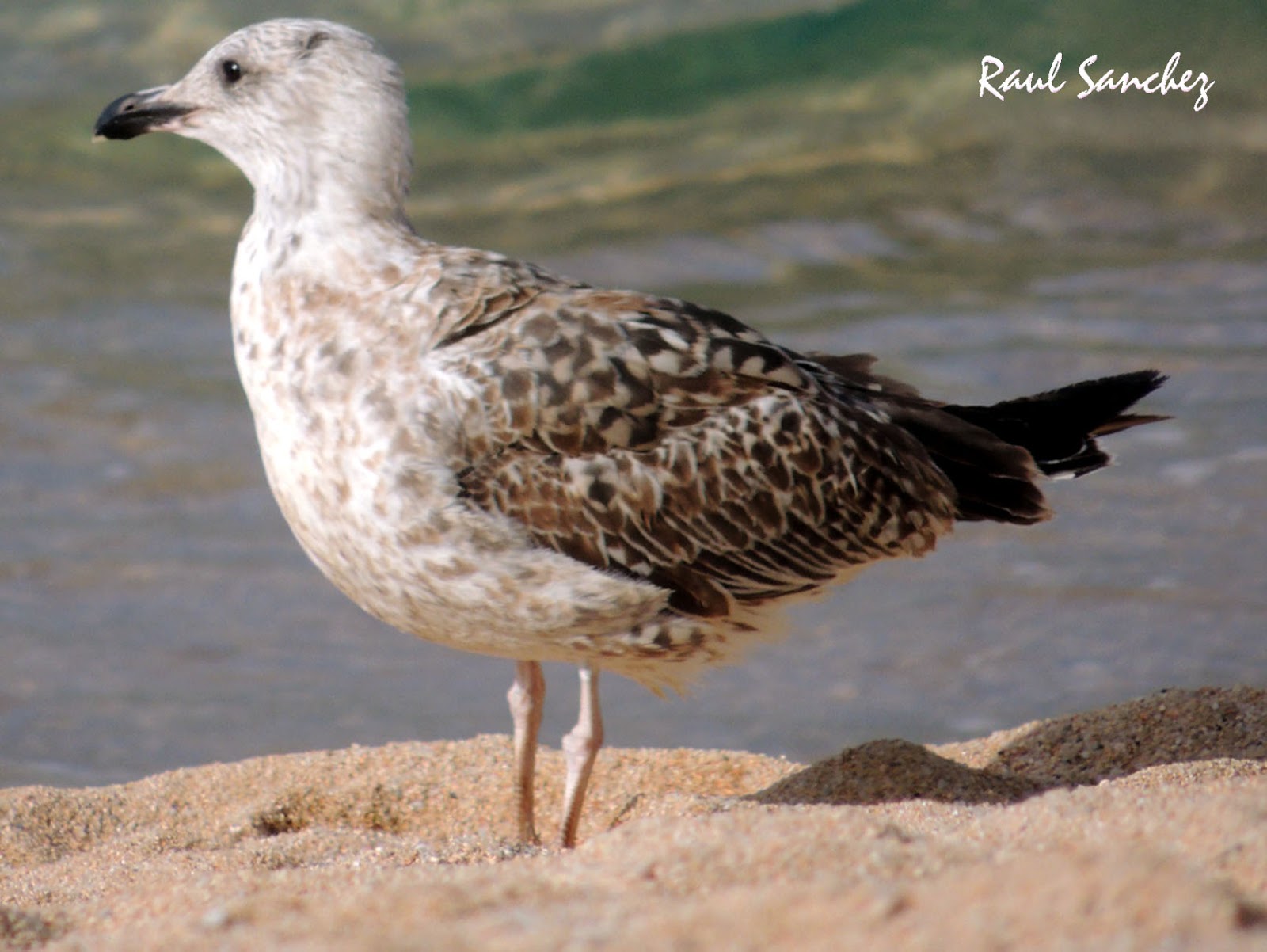 Naturaleza Viva : Gaviota láridos (Laridae)