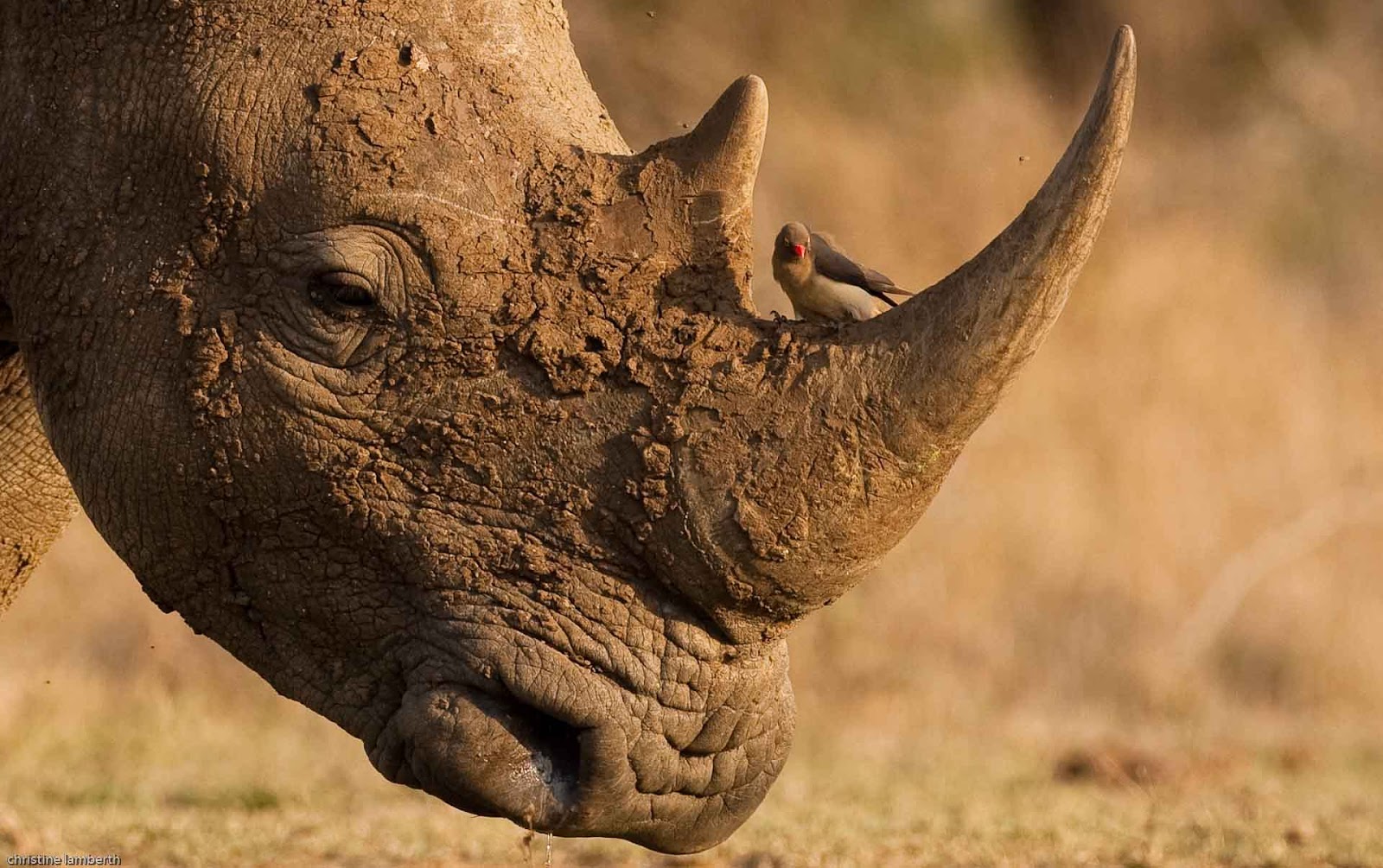 IT’S WORLD RHINO DAY (MONTH)