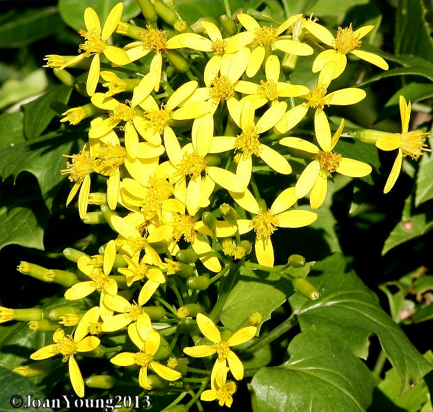 Natures World of Wonder: Canary Creeper (Senecio tamoides)