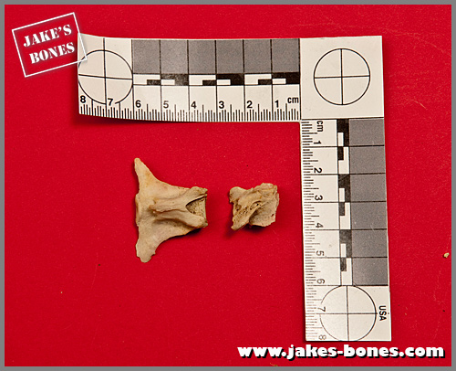 Lisa, my old red deer hind skeleton : Jake's Bones