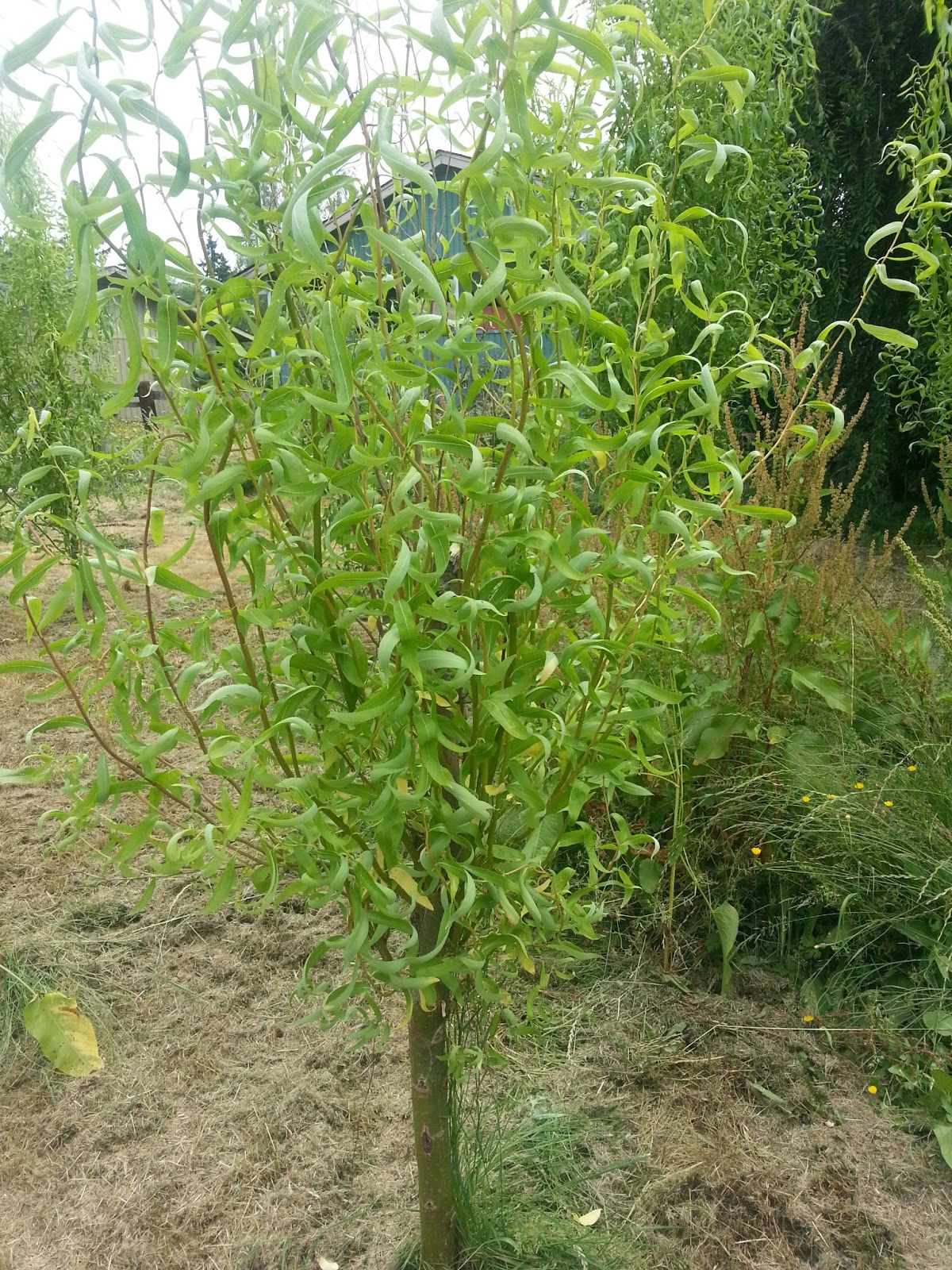 Mind of Starlyt: DIY Garden Fence (using curly willows) -In Progress-