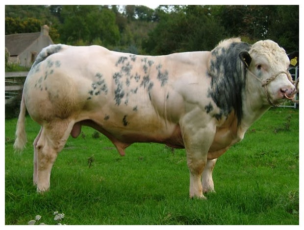 Generalidades de la Ganadería Bovina.: Belgian Blue (Blanco Azul Belga).