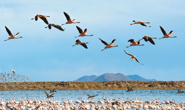 PLAAN : Parihuana o Flamenco - Phoenicopterus chilensis