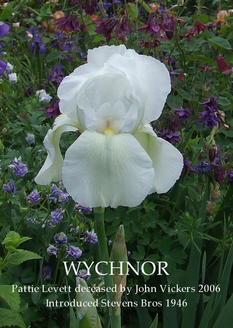 New Zealand Heirloom Tall Bearded Iris "WYCHNOR" ~ HERITAGE IRISES