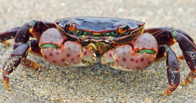 Hidup di Dua Alam, Benarkah Kepiting Haram Dimakan? Warning