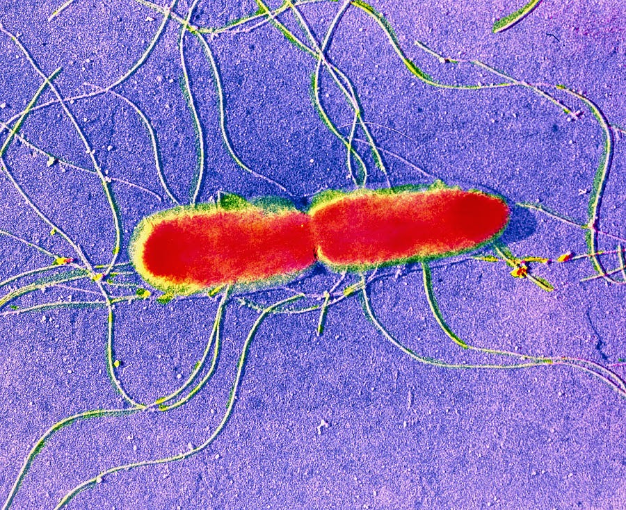 Rosa Rubicondior: May 2015