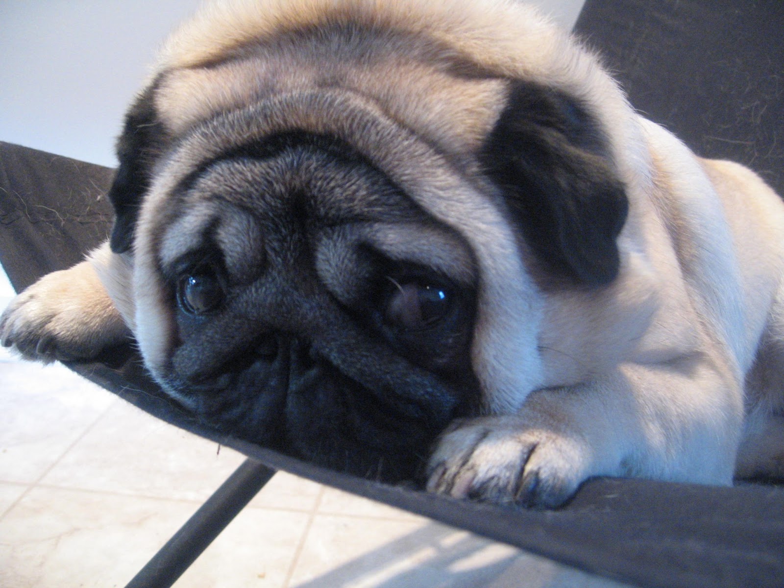 scruff macduff: The Pug Craze- Why are they so popular?