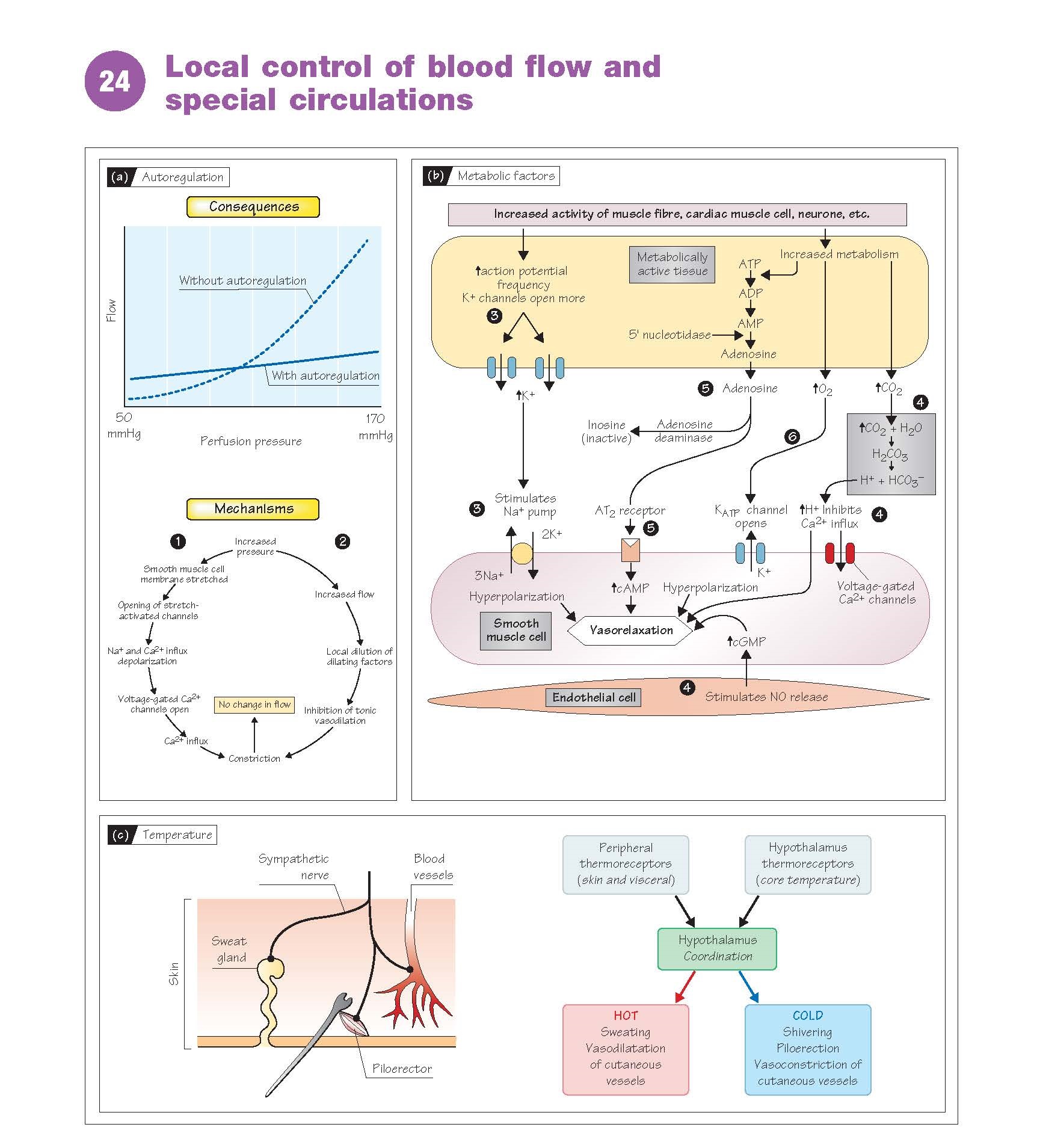 Local Control Of Blood Flow And Special Circulations - pediagenosis