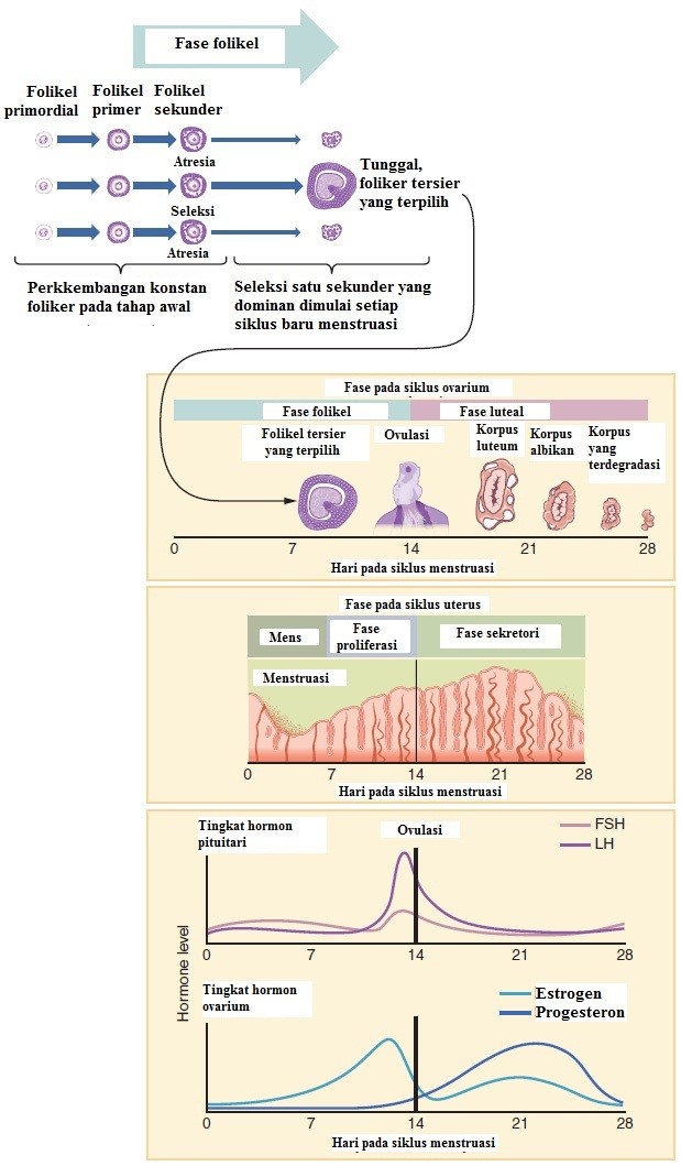 Siklus menstruasi pada wanita
