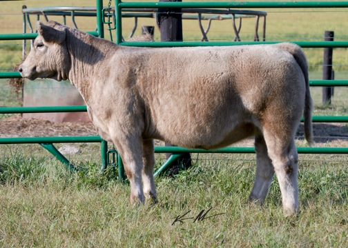 Lautner Farms: Neil Cattle Co Online Sale - Ends Tonight on Show Stock ...