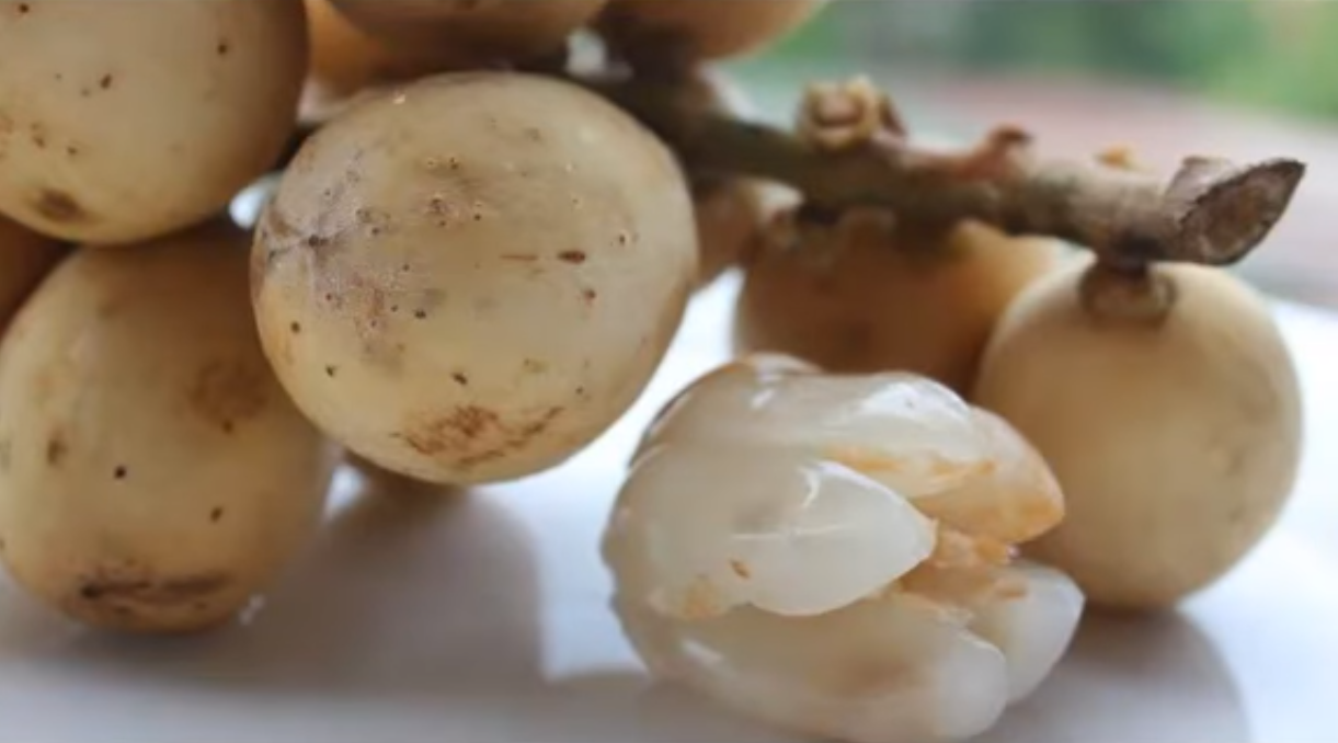 What is Duku Fruit? || Duku - FRUITS