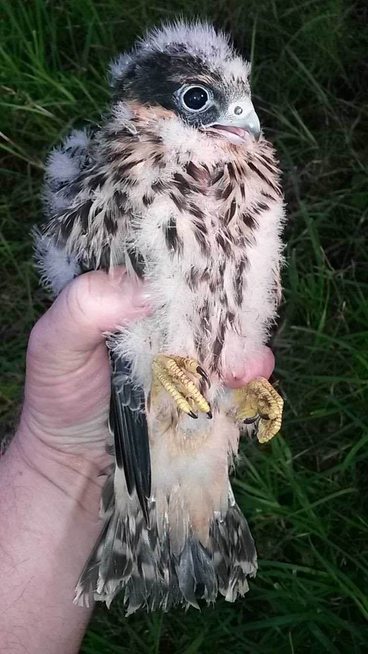 The Cardiff Bird Ringers