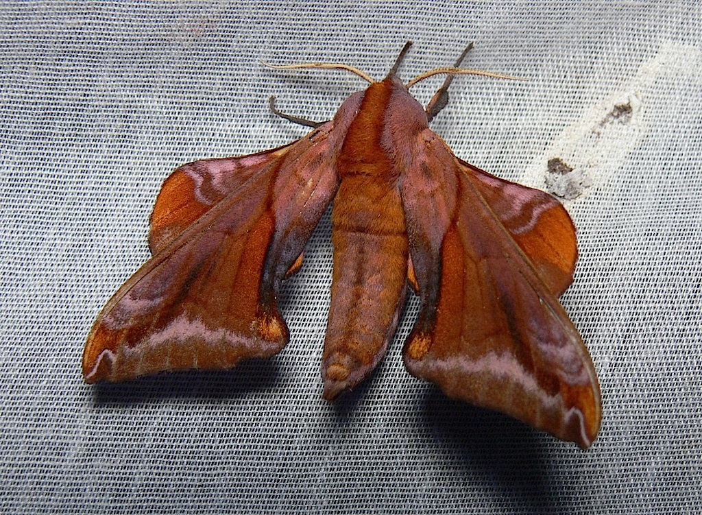 Field Biology in Southeastern Ohio: Distribution of the Sphinx Moths ...