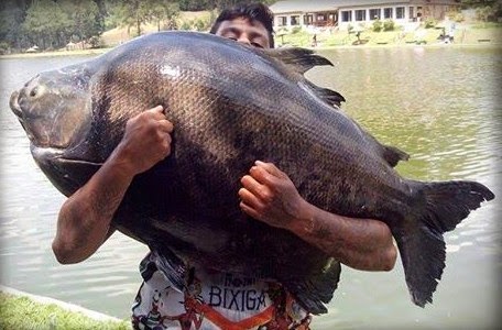 Big Fishes of the World: PACU BLACK TAMBAQUI (Colossoma macropomum)