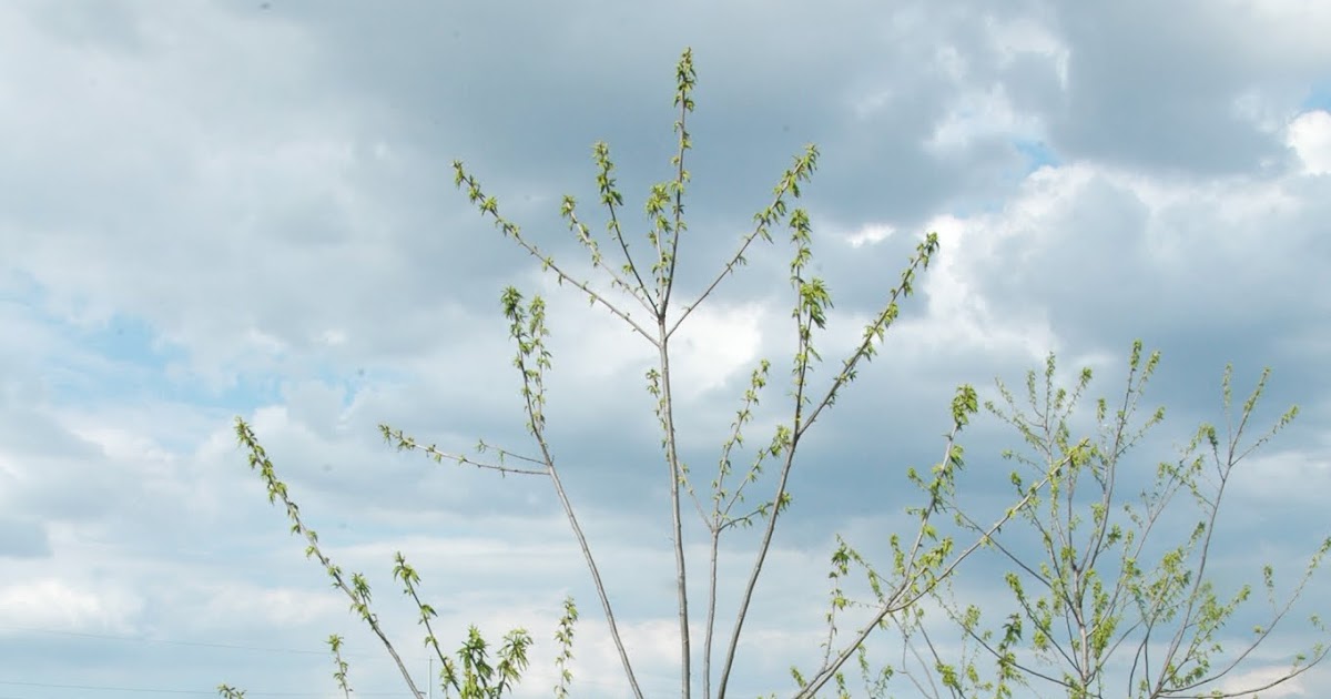 Northern Pecans: Grafting a tree to produce scionwood