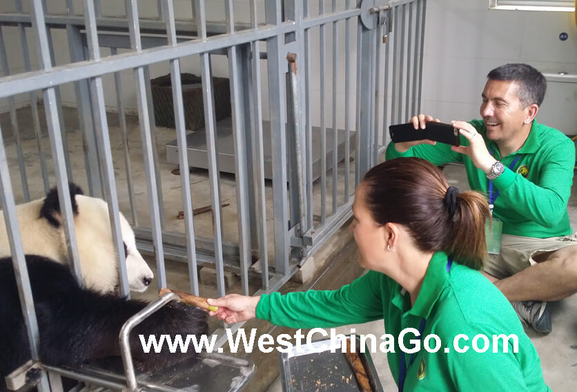 China ChengDu Tour，Travel Guide: How to apply China Panda Volunteer