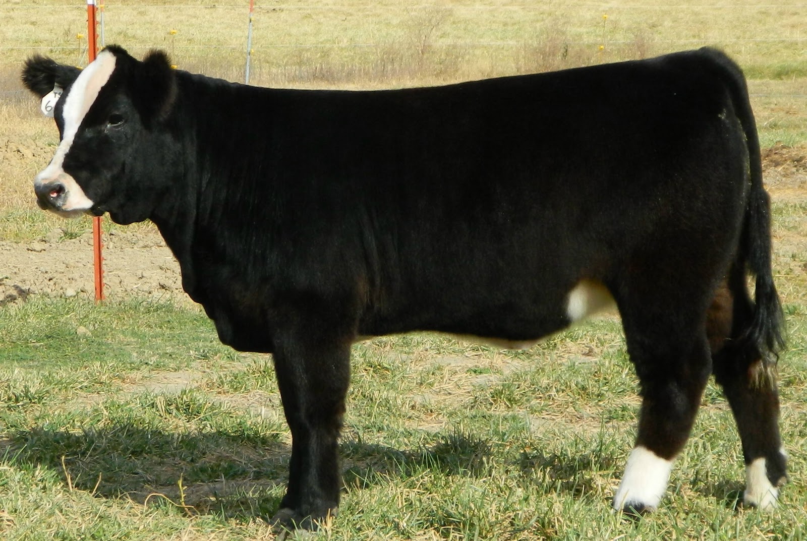Lautner Farms: Bowling Show Cattle Heifer for Sale