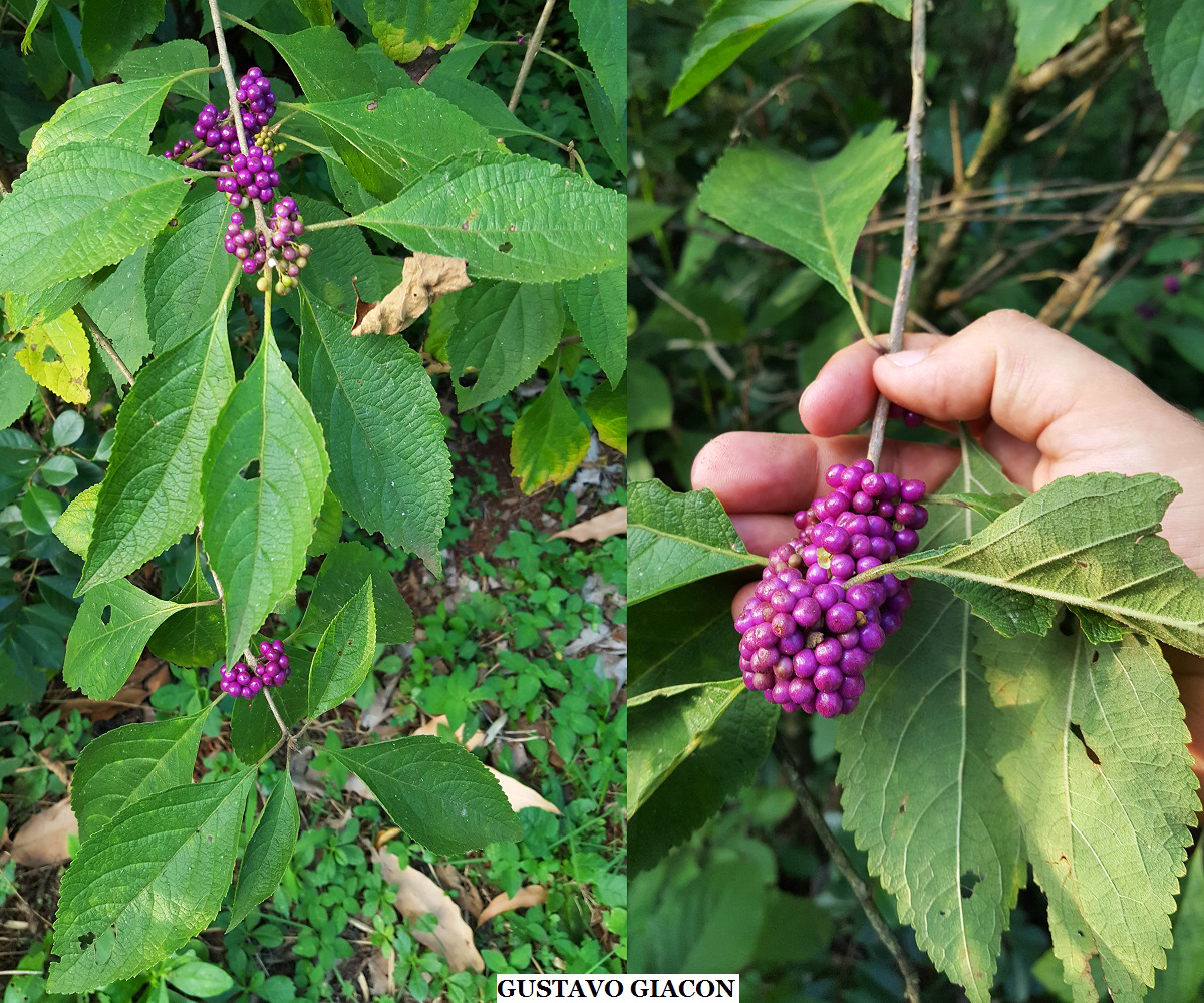Viveiro Ciprest - Plantas Nativas e Exóticas: Calicarpa de Frutos Roxos ...