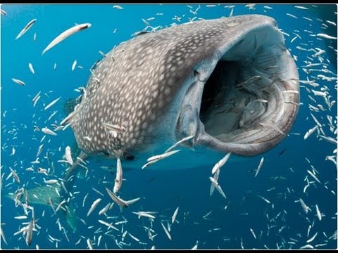 Los quintos del Sancho : Ballena azul comiendo Krill