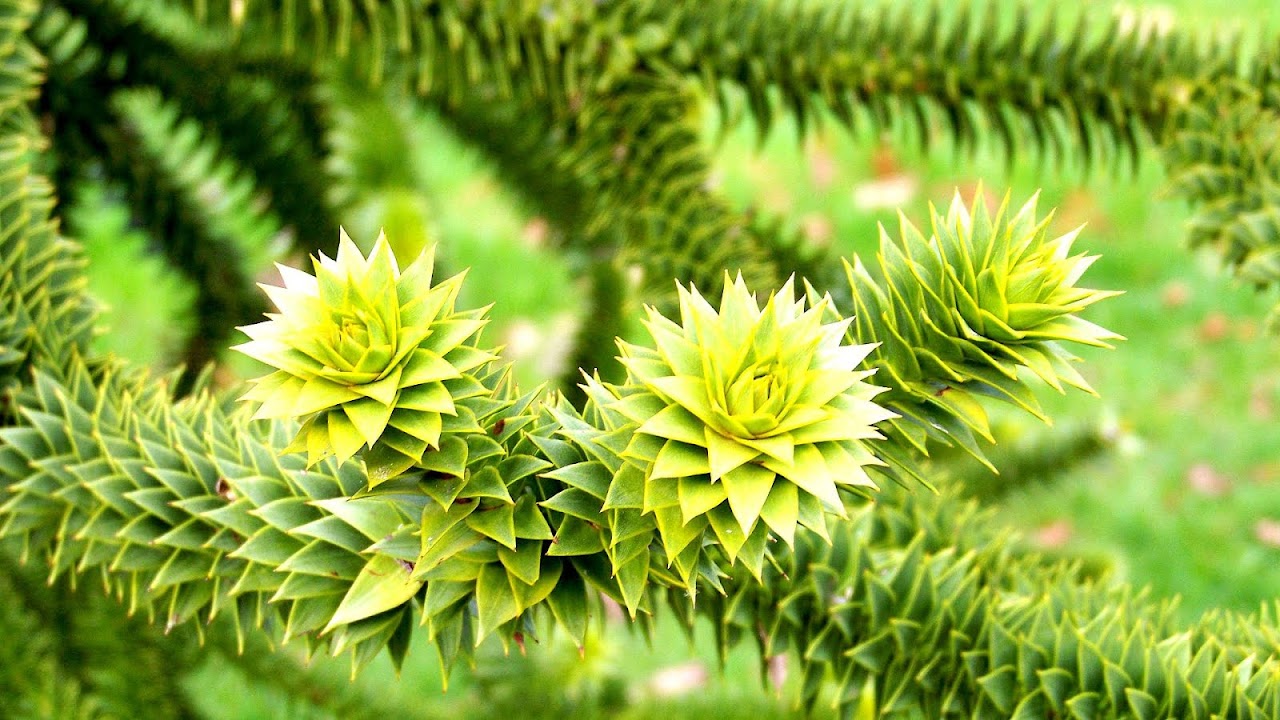 Endangered Plants List With Pictures - Danger Choices