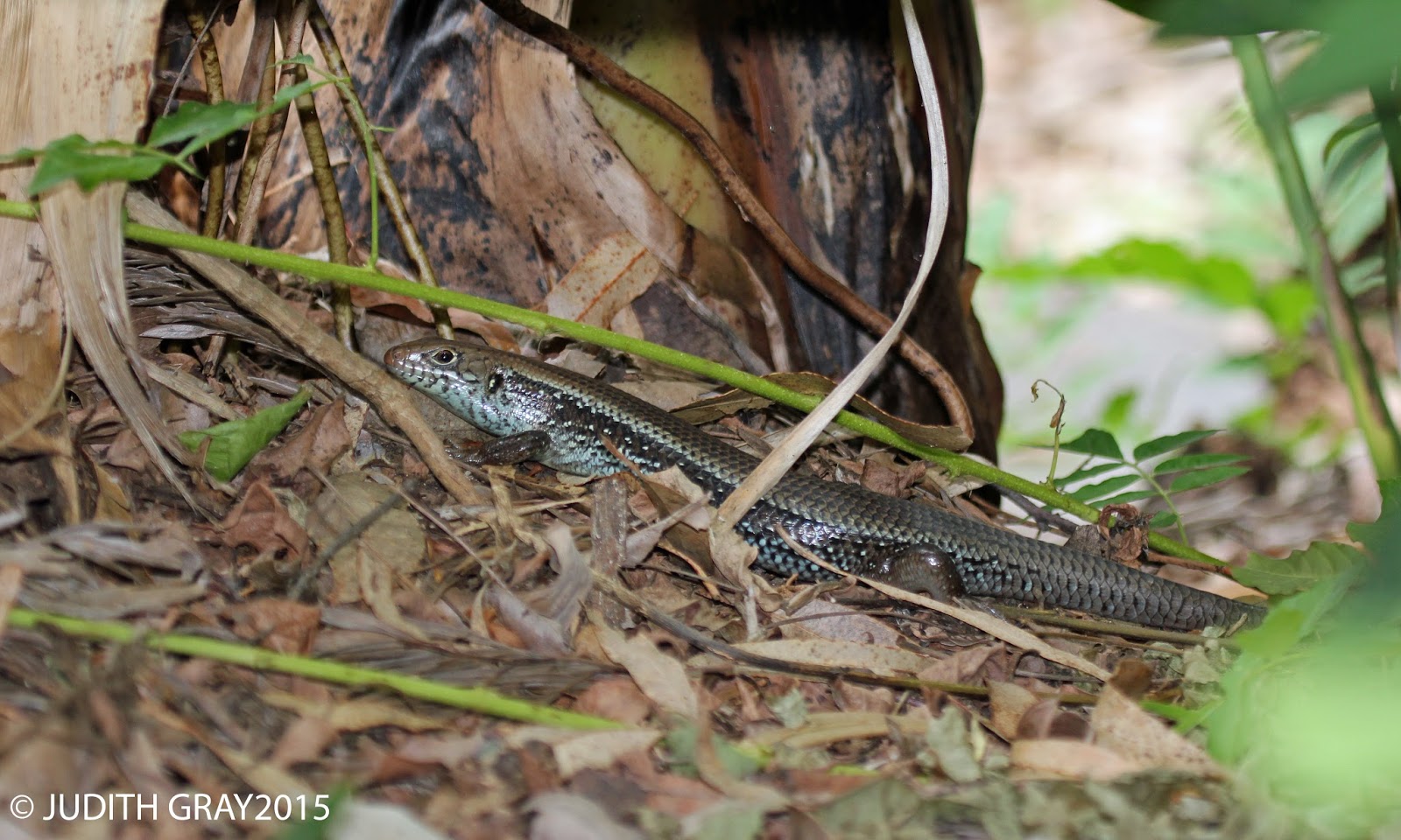 Elusive Major Skink (Egernia frerei)