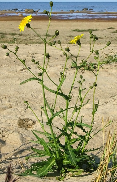 Tempuyung (Sonchus arvensis) | Catatan Octa