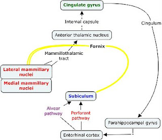 Notes From Medical School: Cram notes: Memory