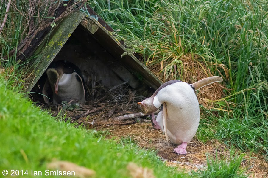 A passion for birds...: Penguin Place