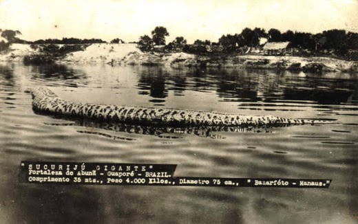 Eugene Goostman : La leyenda de Yacumama: La más grande serpiente come ...