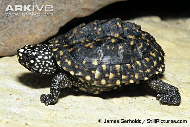 Reptile Research and Conservation Trust Of India: TURTLES OF INDIA